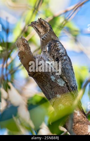 Common Potoo (Nyctibius griseus) in Cuyabeno Wildlife Reserve (Amazonia ...