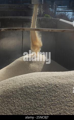 Pooring fertilzer in a truck trailer. At a distribution and storage ...