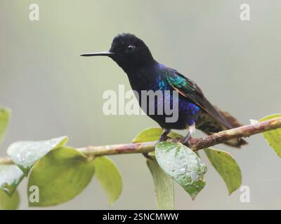 Velvet Purple Cornet Stock Photo - Alamy