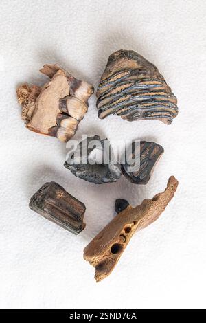 Prehistoric doggerland dutch fossils of teeth and jaw bones of ...