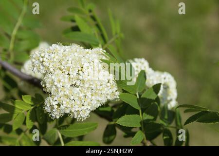 Flowers of the mountain ash (Sorbus aucuparia Stock Photo - Alamy