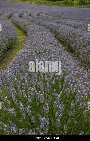 A beautiful shot of a large empty field, freshly ploughed and tilled ...