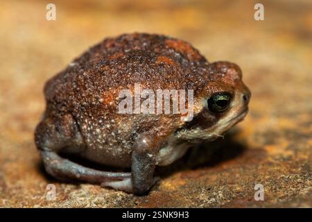A cute bushveld rain frog (Breviceps adspersus) in the wild Stock Photo ...
