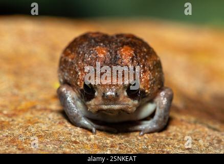 A cute bushveld rain frog (Breviceps adspersus) in the wild Stock Photo ...