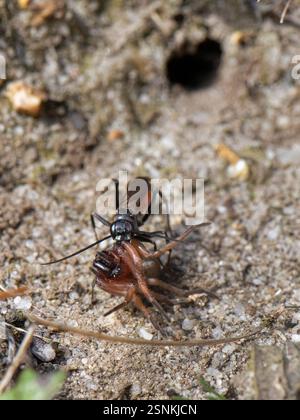 Ridge-saddled spider wasp (Cryptocheilus notatus), the UK’s biggest ...
