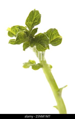 Young potato plants growing on the soil in organic garden Stock Photo ...