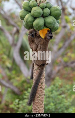 lémurien maki apes starving after chido cyclone fight with bat also ...