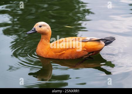 Ruddy Shelduck, or red duck, lat. Tadorna ferruginea, swimming on a ...