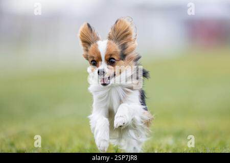 Papillon (Canis familiaris) running Stock Photo - Alamy