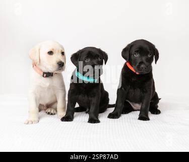 A beautiful shot of three cute puppies in a wicker basket Stock Photo ...