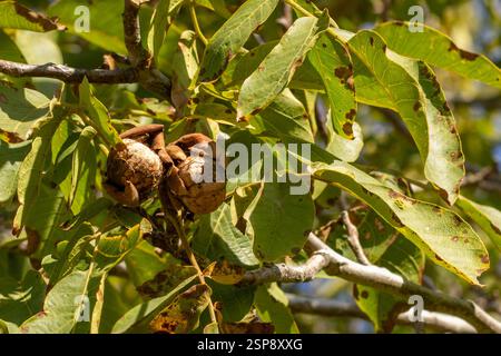 Walnut tree growing in an English country garden, Northumberland ...