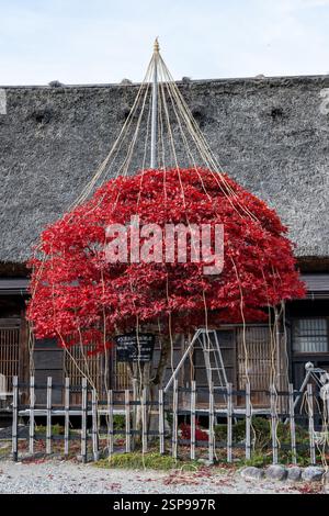 Straw Ropes Yukitsuri Protect Trees Against Snow in Shirakawa-go, Japan ...