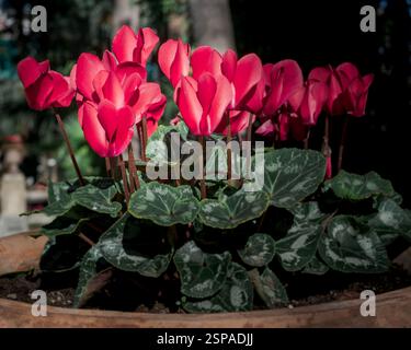 Cyclamen flowers close-up in autumn Stock Photo - Alamy