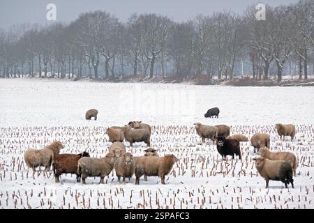 Mixed farming: sheep feeding in winter on an arable field with maize ...