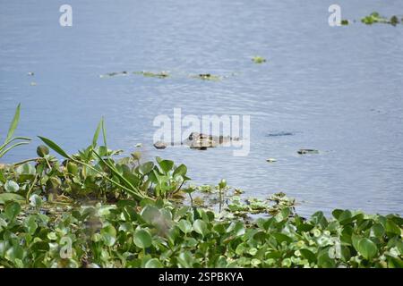 American Alligator (Alligator mississippiensis), Reptilia, Christmas ...