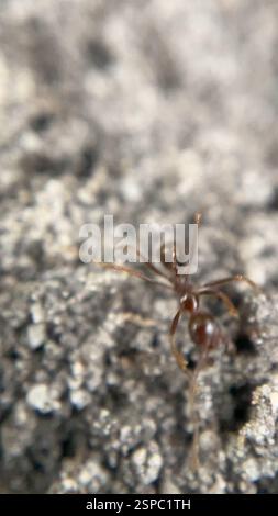 Funnel Ant (Aphaenogaster longiceps), Insecta, Melbourne VIC, Australia ...
