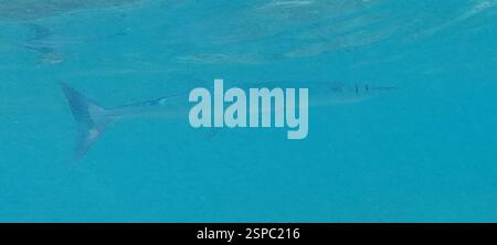 Houndfish (Tylosurus crocodilus) Actinopterygii Stock Photo - Alamy