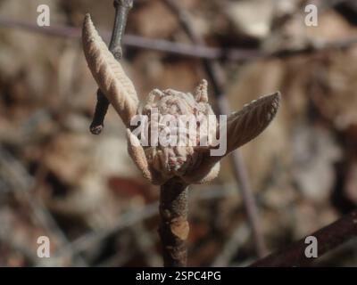 hobblebush (Viburnum lantanoides), Plantae, Athol, MA, USA Stock Photo ...