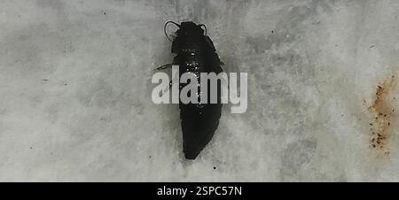 Marsh Beetles (Scirtidae), Insecta, Ballenstedt, Germany, Found under a ...