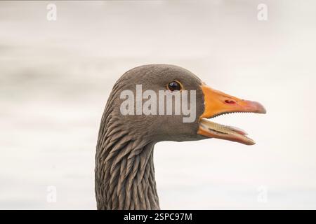 GreyLag Goose single portrait close up view washing and preening in ...