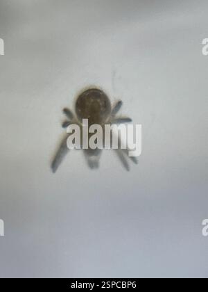 Spiders (Araneae), Arachnida, Melbourne VIC, Australia Stock Photo - Alamy