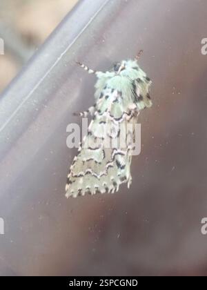 The Joker (Feralia jocosa), Insecta, Athol, MA, USA Stock Photo - Alamy