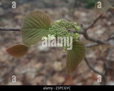 hobblebush (Viburnum lantanoides), Plantae, Ashfield, MA, USA Stock ...