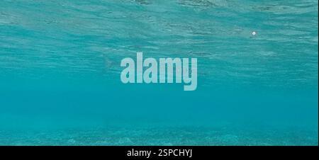 Houndfish (Tylosurus crocodilus) Actinopterygii Stock Photo - Alamy