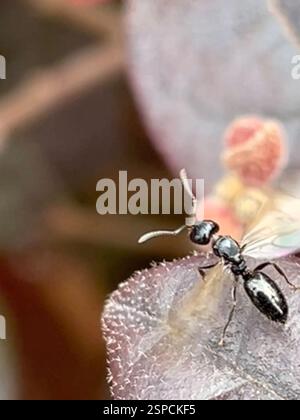 (Notoncus), Insecta, Melbourne VIC, Australia Stock Photo - Alamy