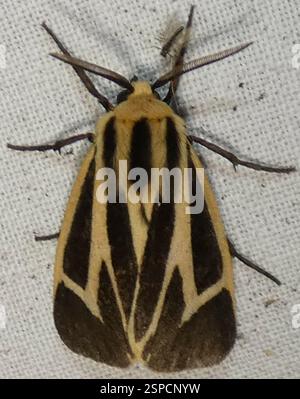 (Apantesis), Insecta, River Rd. Preserve: Putnam County, FL, USA Stock ...
