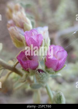 Dollsroses (Hermannia), Plantae, Kunene Region, Namibia Stock Photo - Alamy