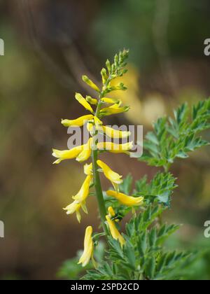 (Corydalis formosana), Plantae, 台灣新北市 Stock Photo - Alamy