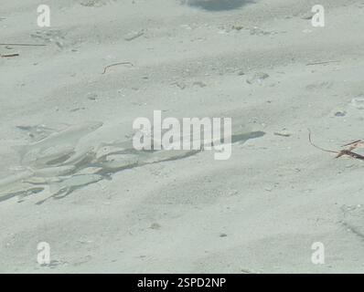 Mullets (Mugilidae), Actinopterygii, Dhigurah, Maldives Stock Photo - Alamy