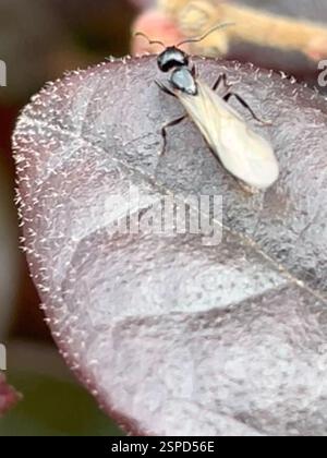 (Notoncus), Insecta, Melbourne VIC, Australia Stock Photo - Alamy