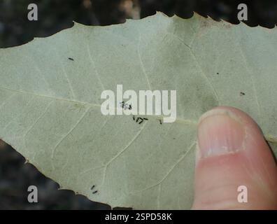 (Chrysso), Arachnida, Waratah/Wynyard - Pt A, Tasmania, Australia Stock ...