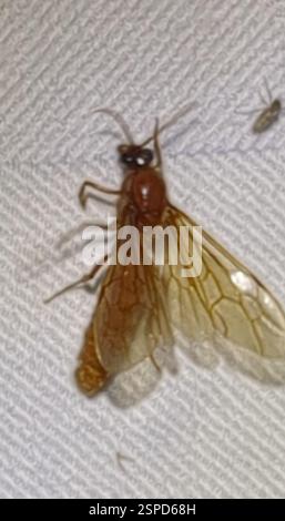 Labidus Army Ants (Labidus), Insecta, Burnet, TX 78611, USA Stock Photo ...