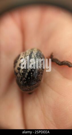 (Monacha), Mollusca, London E10, UK Stock Photo - Alamy