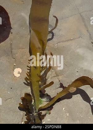 (Prionitis), Plantae, Fitzgerald Marine Reserve, San Mateo, California ...