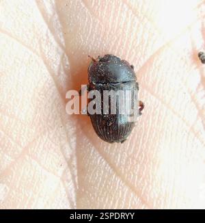 Exotic sap beetle (Phenolia picta Stock Photo - Alamy