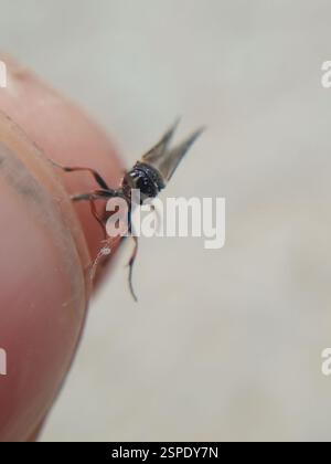 Ichneumonid Wasps (Ichneumonidae), Insecta, La Frette, 4mm Stock Photo ...