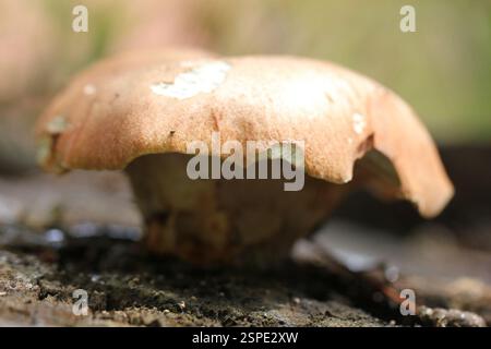 Degenerate Sawgill (Neolentinus degener), Fungi, MWVR+G58, Khumsan ...