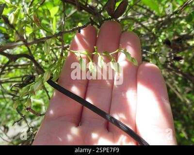 sparkleberry (Vaccinium arboreum), Plantae, Windsor Forest, Savannah ...