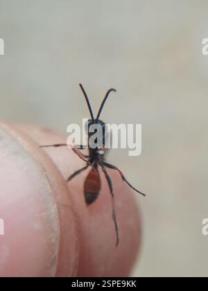 Ichneumonid Wasps (Ichneumonidae), Insecta, La Frette, 4mm Stock Photo ...