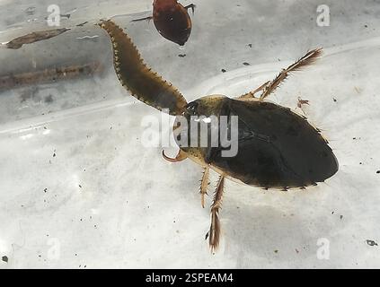 Eurasian Saucer Bug (Ilyocoris cimicoides cimicoides), Insecta, Rieder ...