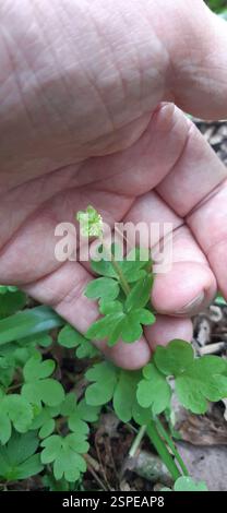 Moschatel (Adoxa moschatellina), Plantae, Coventry CV4, UK Stock Photo ...