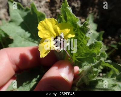 Yellow Henbane (Hyoscyamus aureus), Plantae, The Jewish Quarter ...