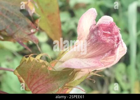 plants (Plantae), Plantae, Noord, Paramaribo, Suriname Stock Photo - Alamy