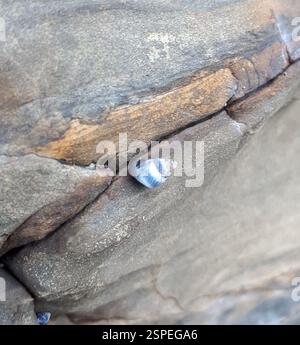 New Zealand Blue-banded Periwinkle (Austrolittorina antipodum ...