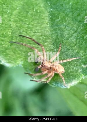 BUZZING SPIDER Anyphaena accentuata England Male produces an audible ...