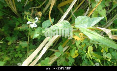 plants (Plantae), Plantae, Noord, Paramaribo, Suriname Stock Photo - Alamy